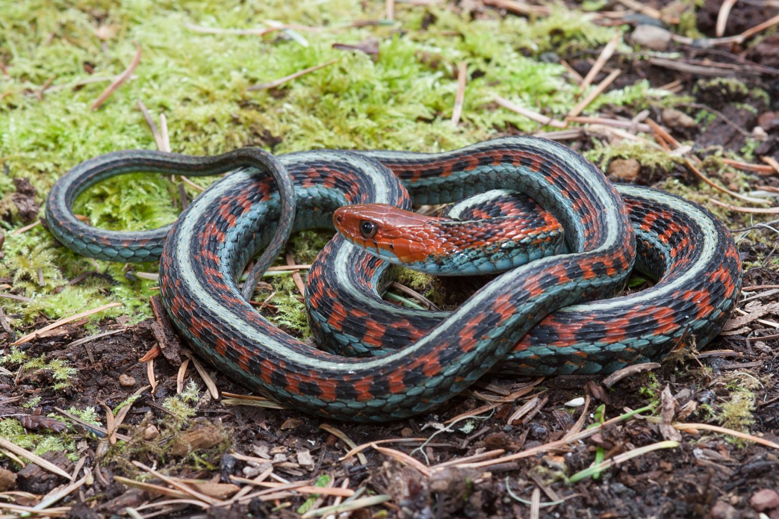 About Garter Snakes – Alan Francis Garter Snakes – updated 2023