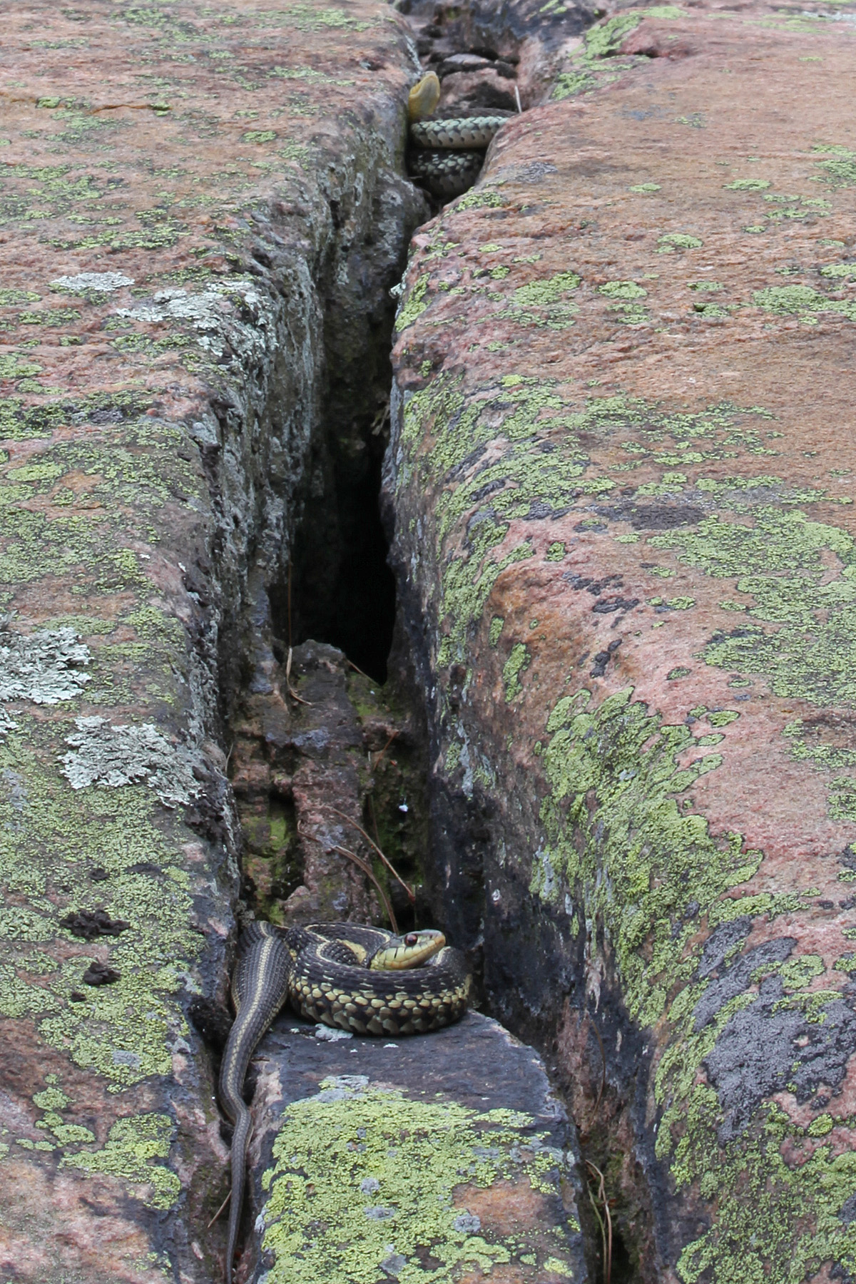 About Garter Snakes – Alan Francis Garter Snakes – updated 2023