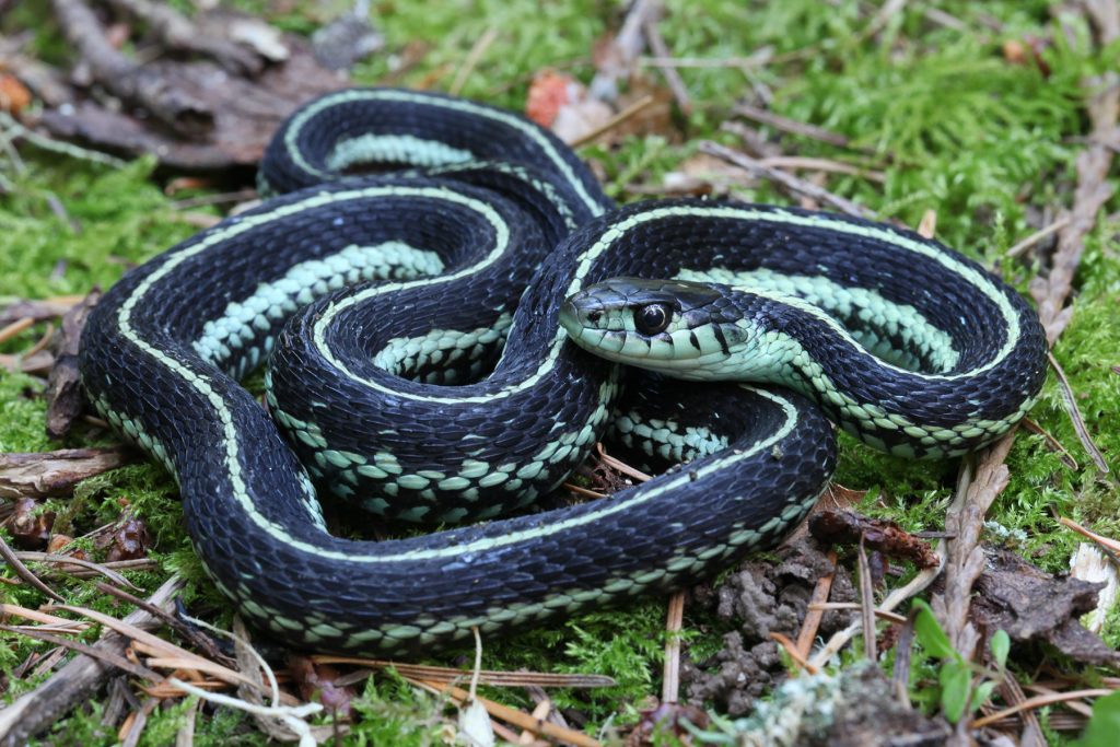About Garter Snakes – Alan Francis Garter Snakes – updated 2023