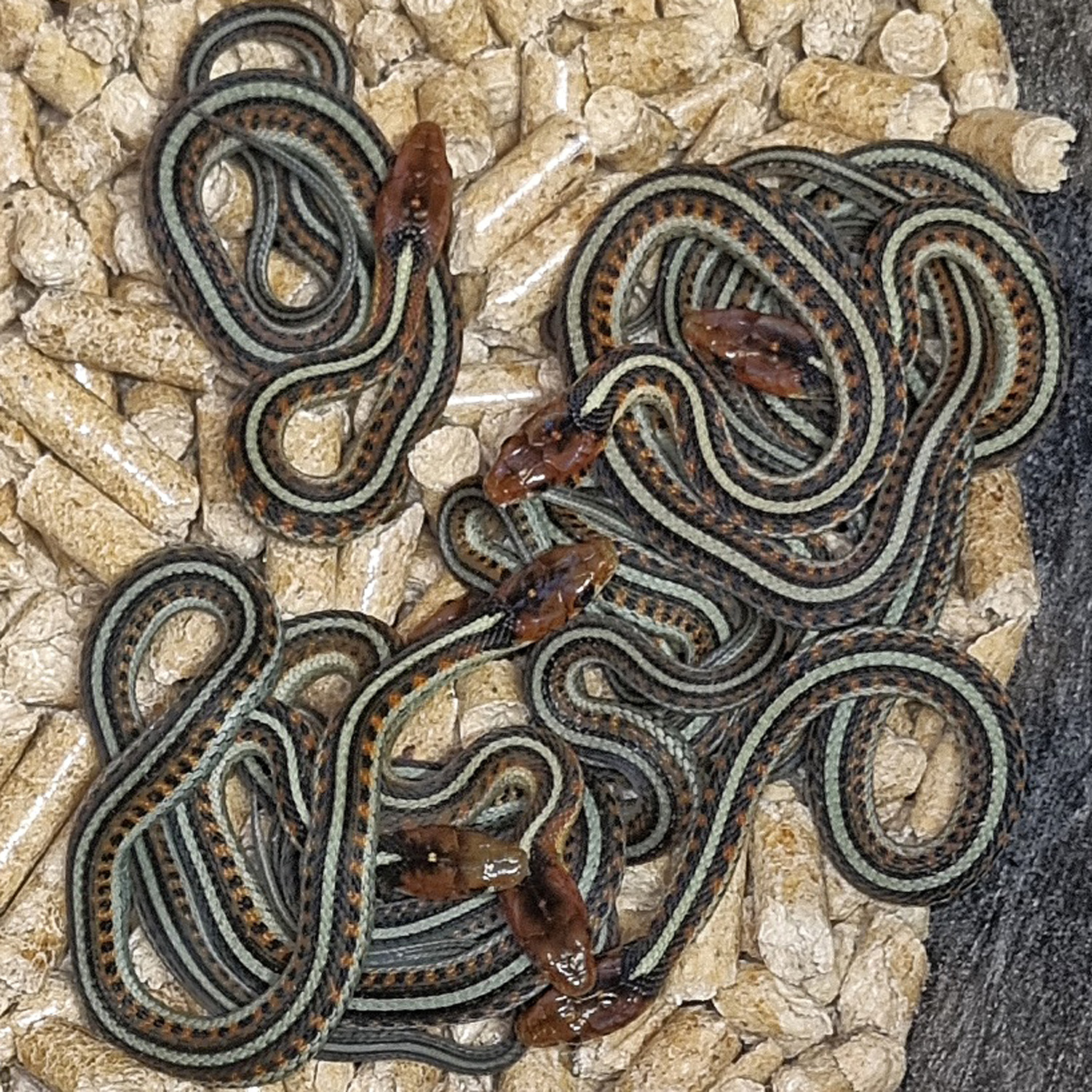 California Red-Sided Garter Snake – Alan Francis Garter Snakes ...