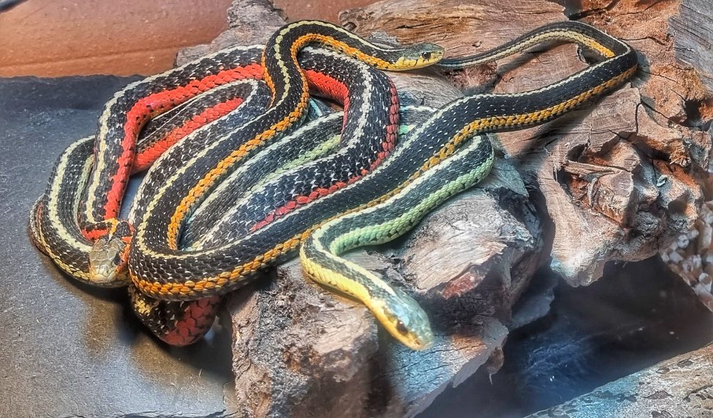 Flames and Eastern Garter Snakes – Alan Francis Garter Snakes – updated ...
